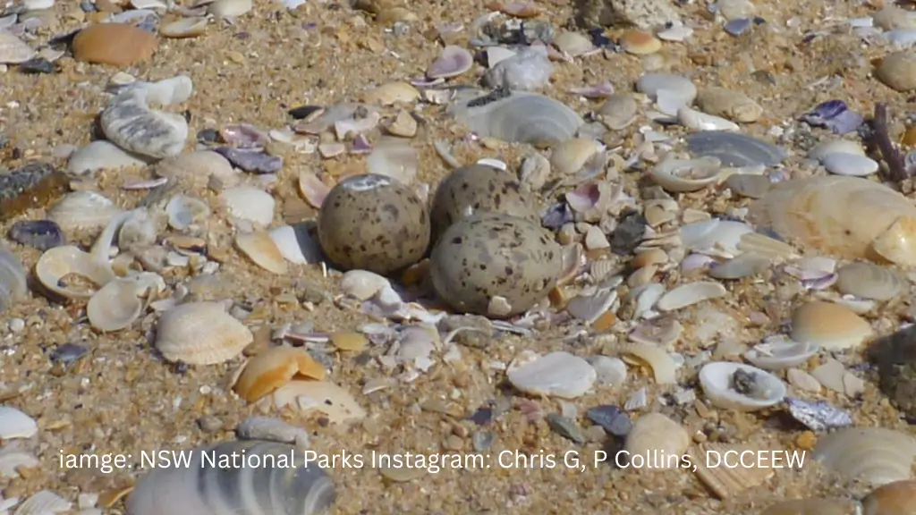 Celebrating a silver anniversary for South Coast shorebirds - News ...