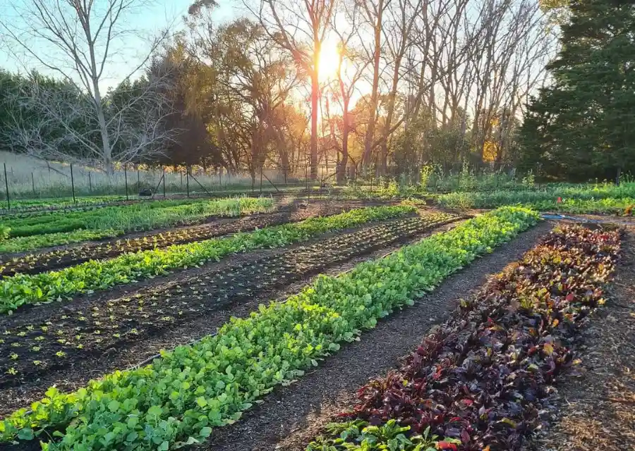 LIVING ON THE LAND // Justin Hartley of Duck Foot Farm - - The Fold ...