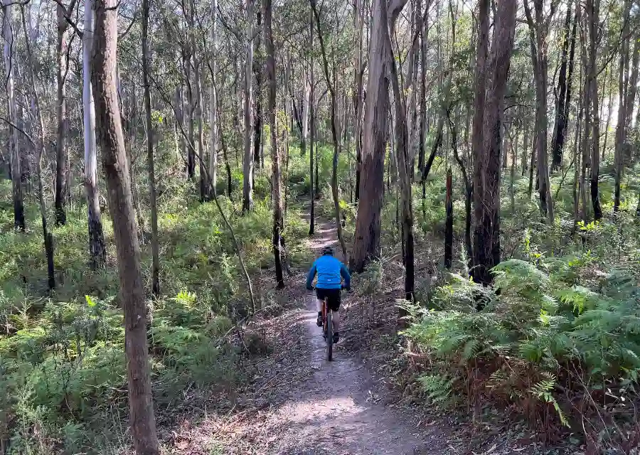 EXPLORE // Wingello State Forest Mountain Biking Trails - - The Fold ...