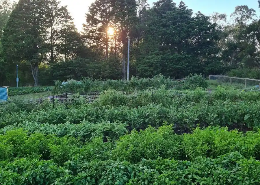 LIVING ON THE LAND // Justin Hartley of Duck Foot Farm - - The Fold ...