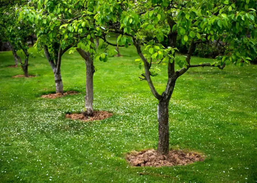 5 Things You Need To Know About Planting Fruit Trees In The Southern ...