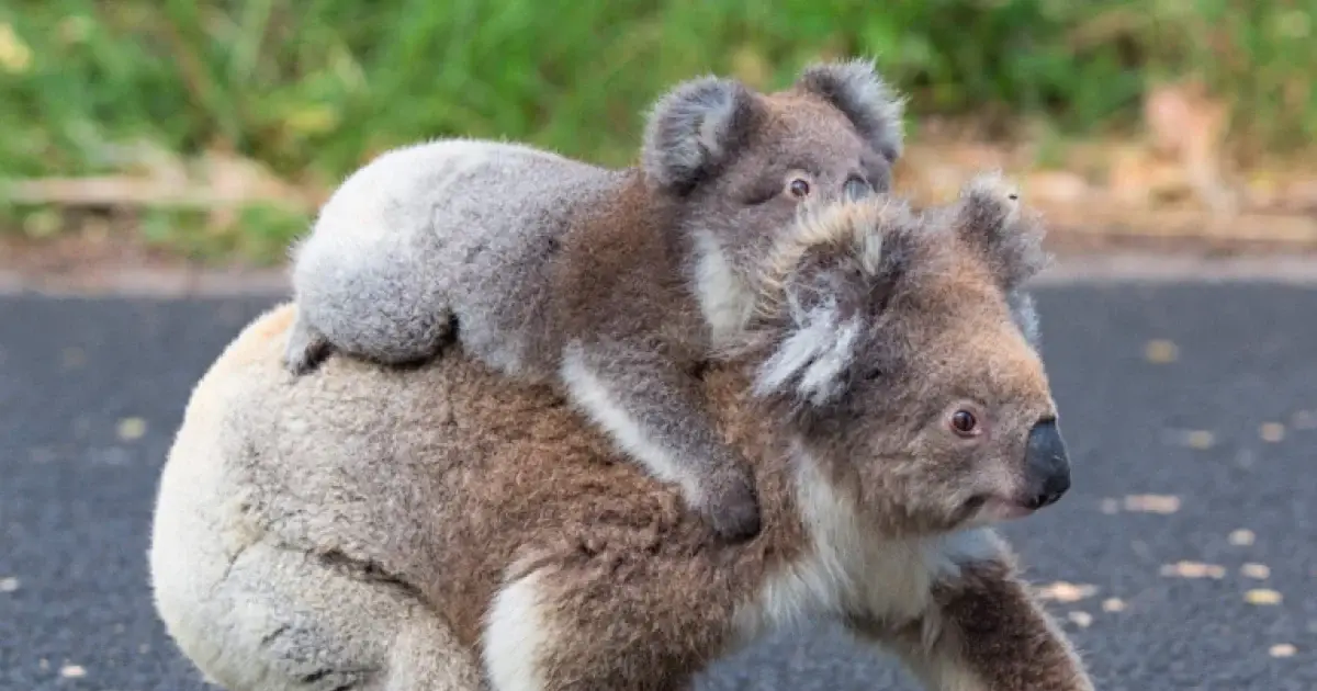 Koala's On The Move: Breeding Season in the Southern Highlands - - The ...